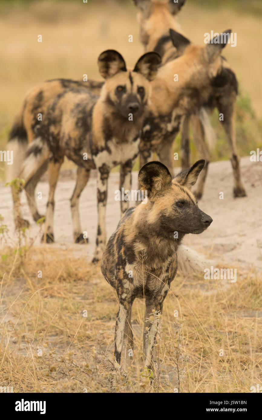 Cape hunting dogs also known as African Wild Dogs playing and hunting ...
