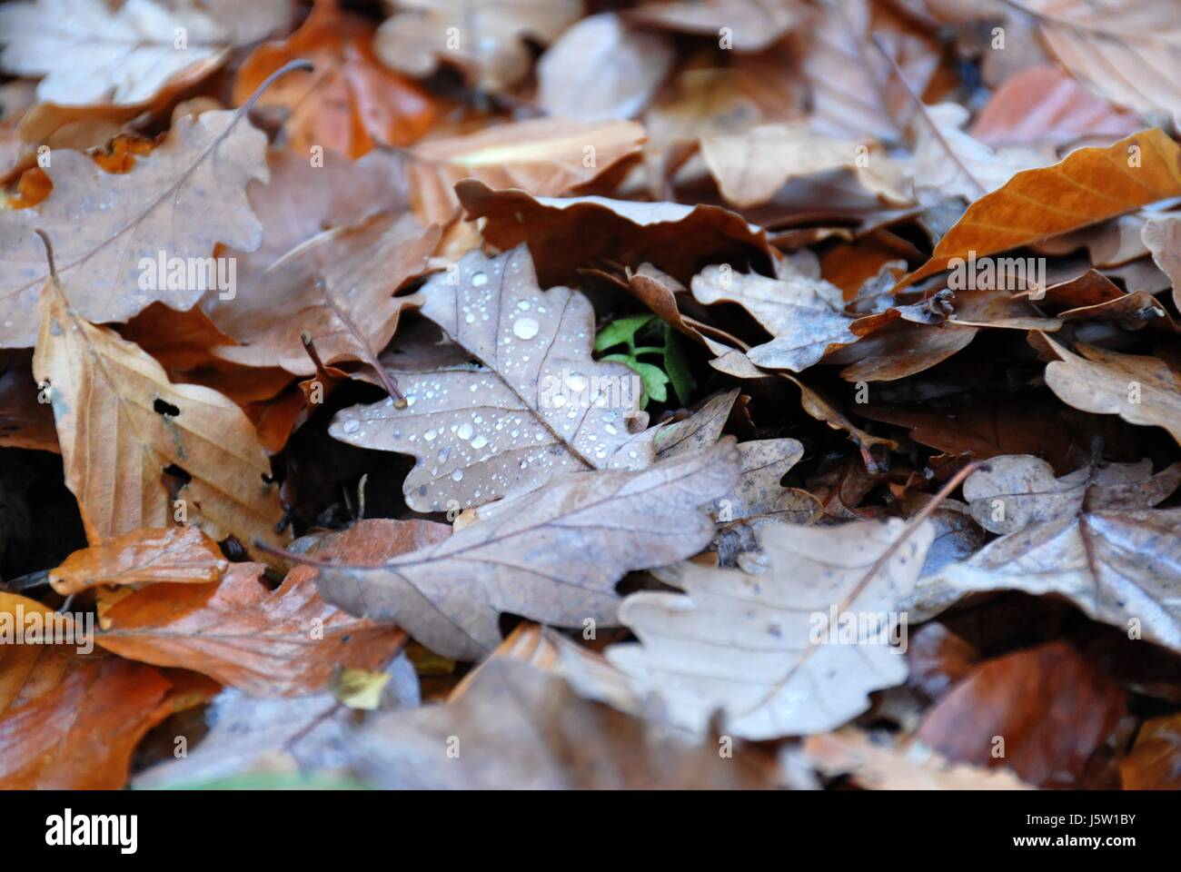 brown brownish brunette water drop waterdrop water leaves foliage fall ...