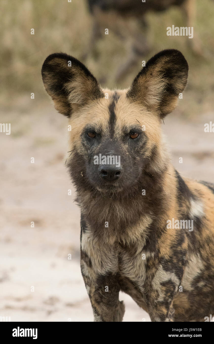 Cape hunting dogs also known as African Wild Dogs playing and hunting ...