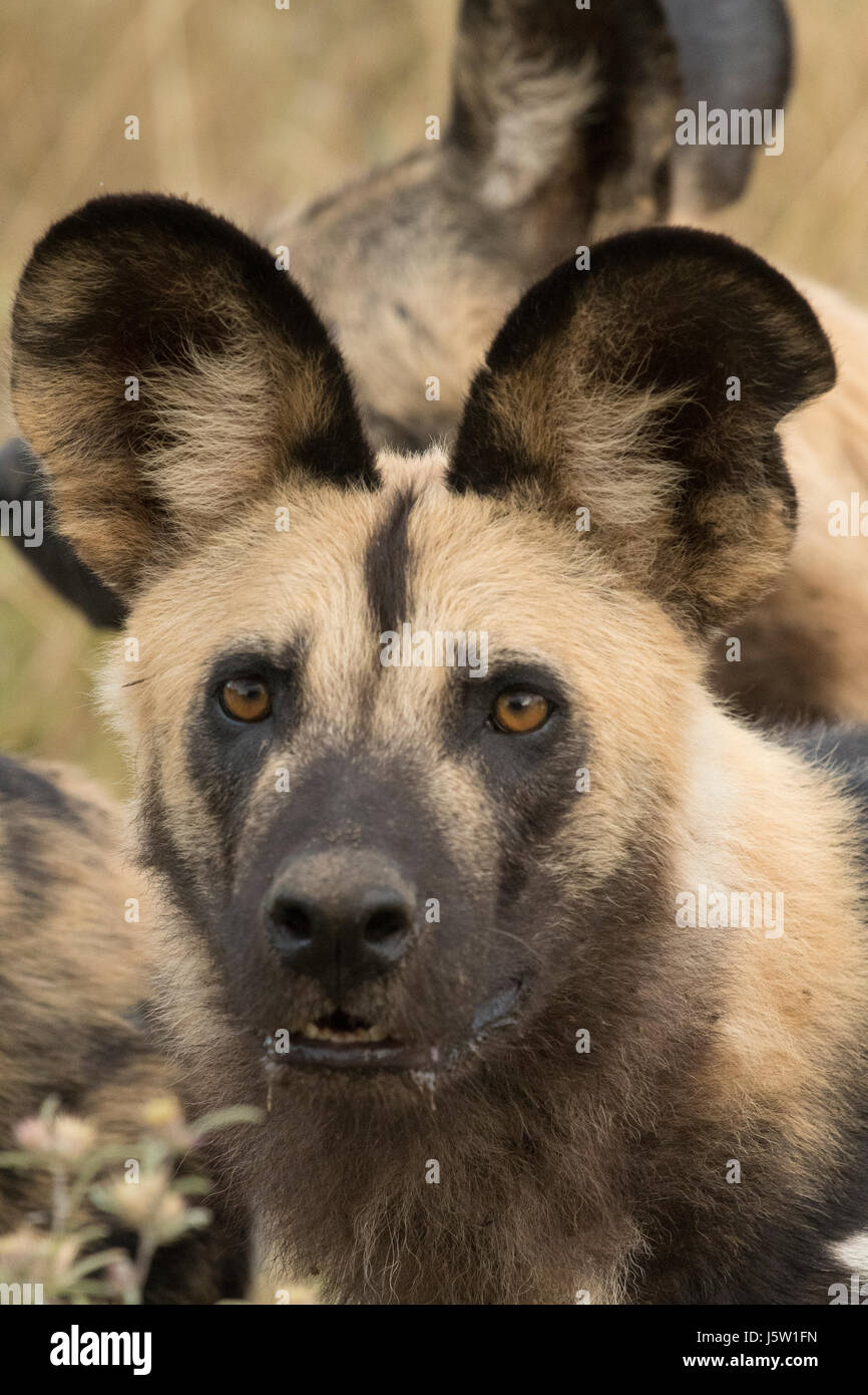 Cape hunting dogs also known as African Wild Dogs playing and hunting ...