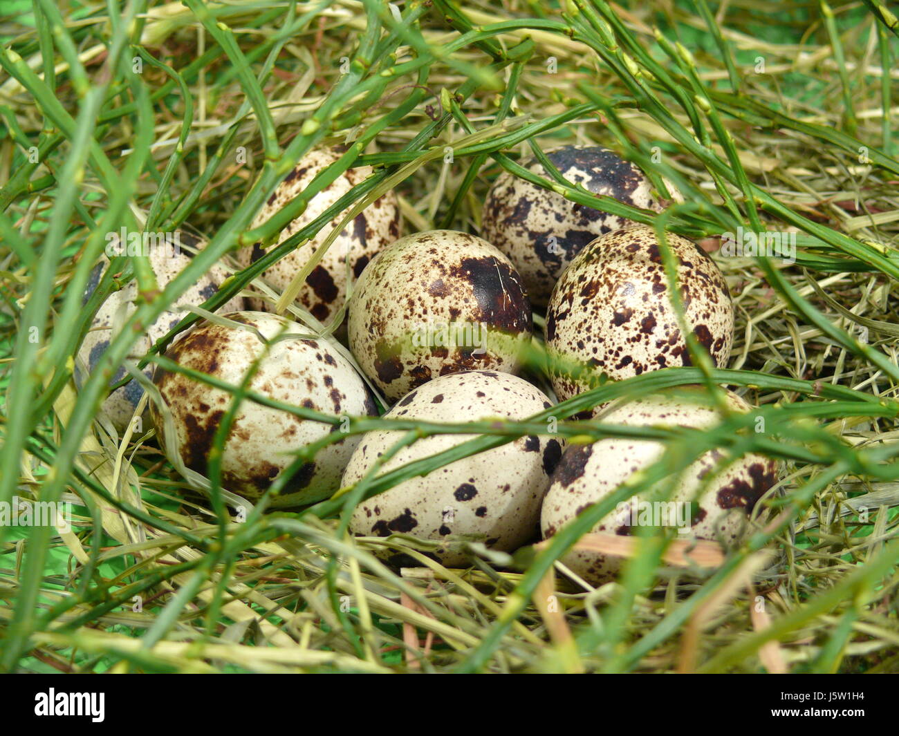 Quail coturnix coturnix nest eggs hi-res stock photography and images ...