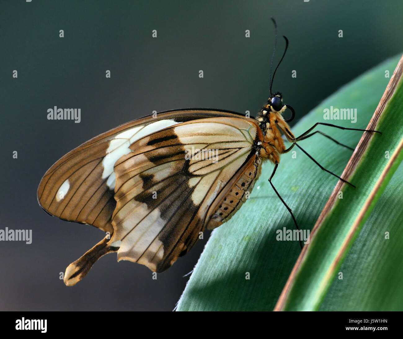 botany butterfly butterflies caterpillar nature garden flight insect ...