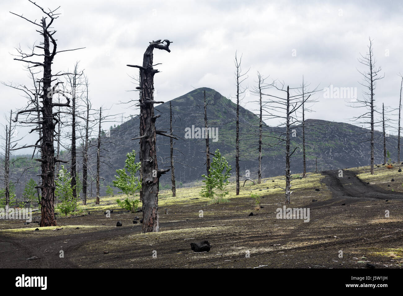 Kamchatka volcano landscape: burnt trees (larch) on volcanic slag and ...