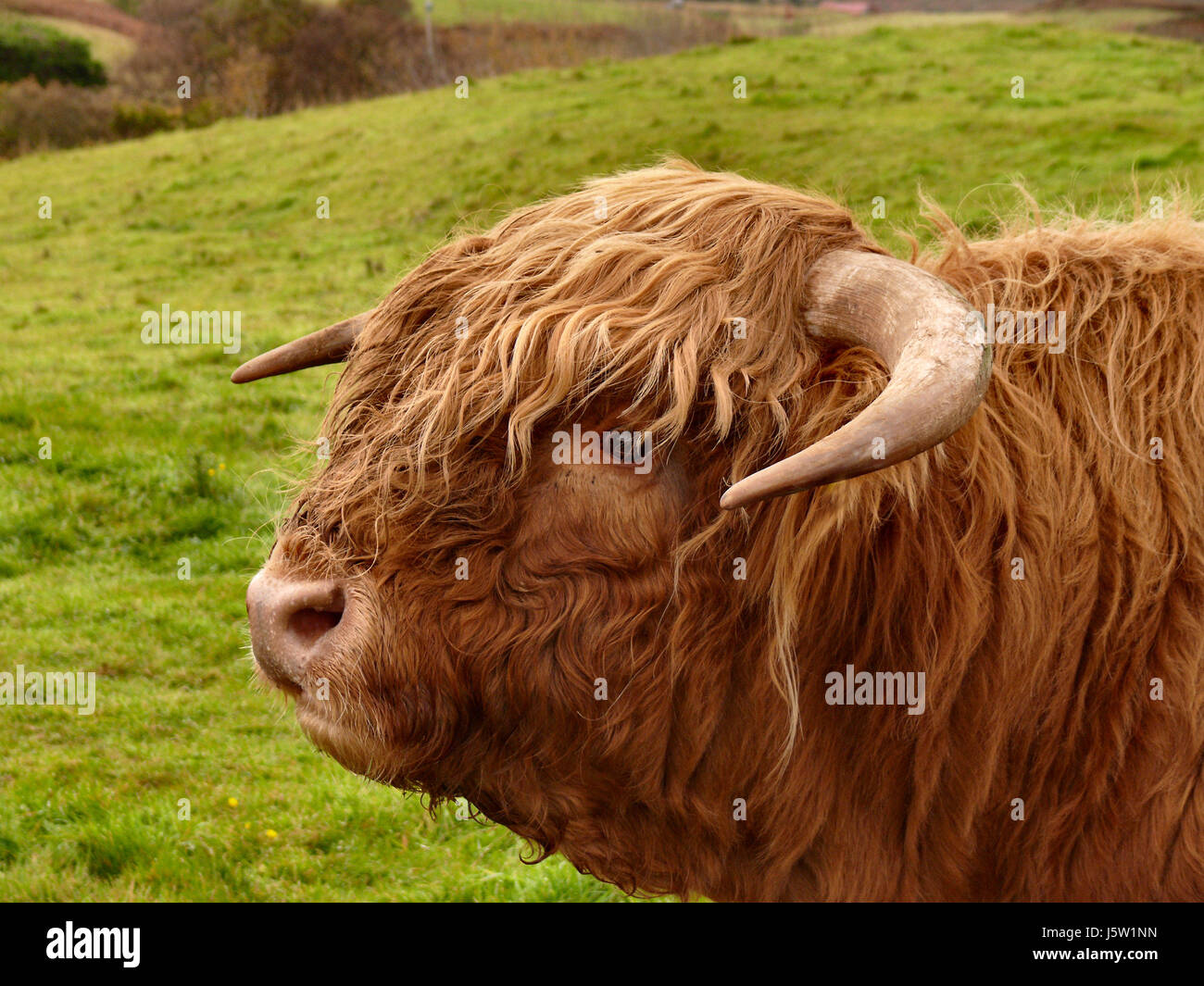 bovine scotland bull breed race northwest beef schottisches ...
