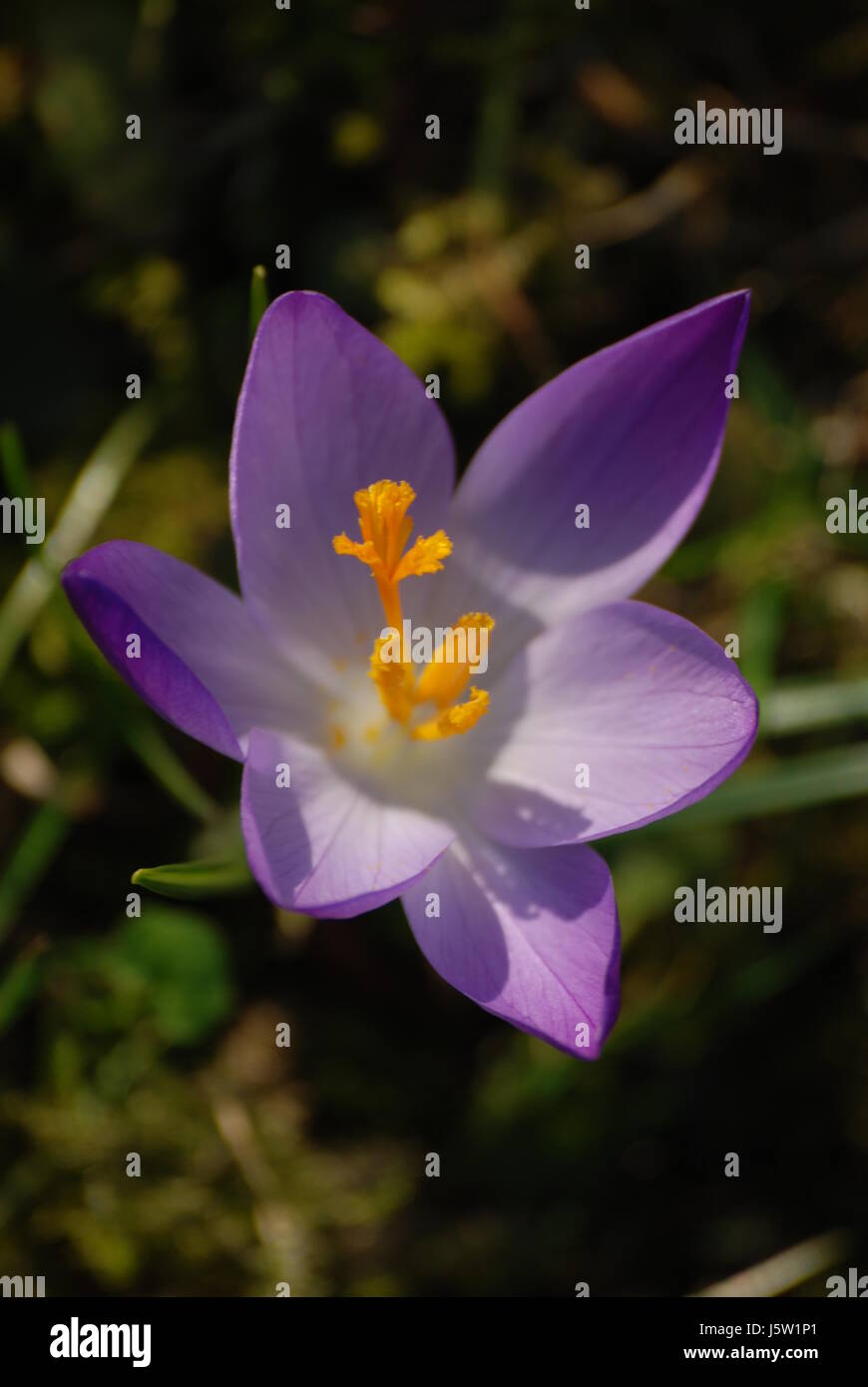 flower plant bloom blossom flourish flourishing crocus purple blue ...