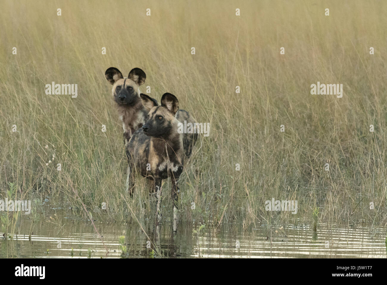Cape hunting dogs also known as African Wild Dogs playing and hunting ...