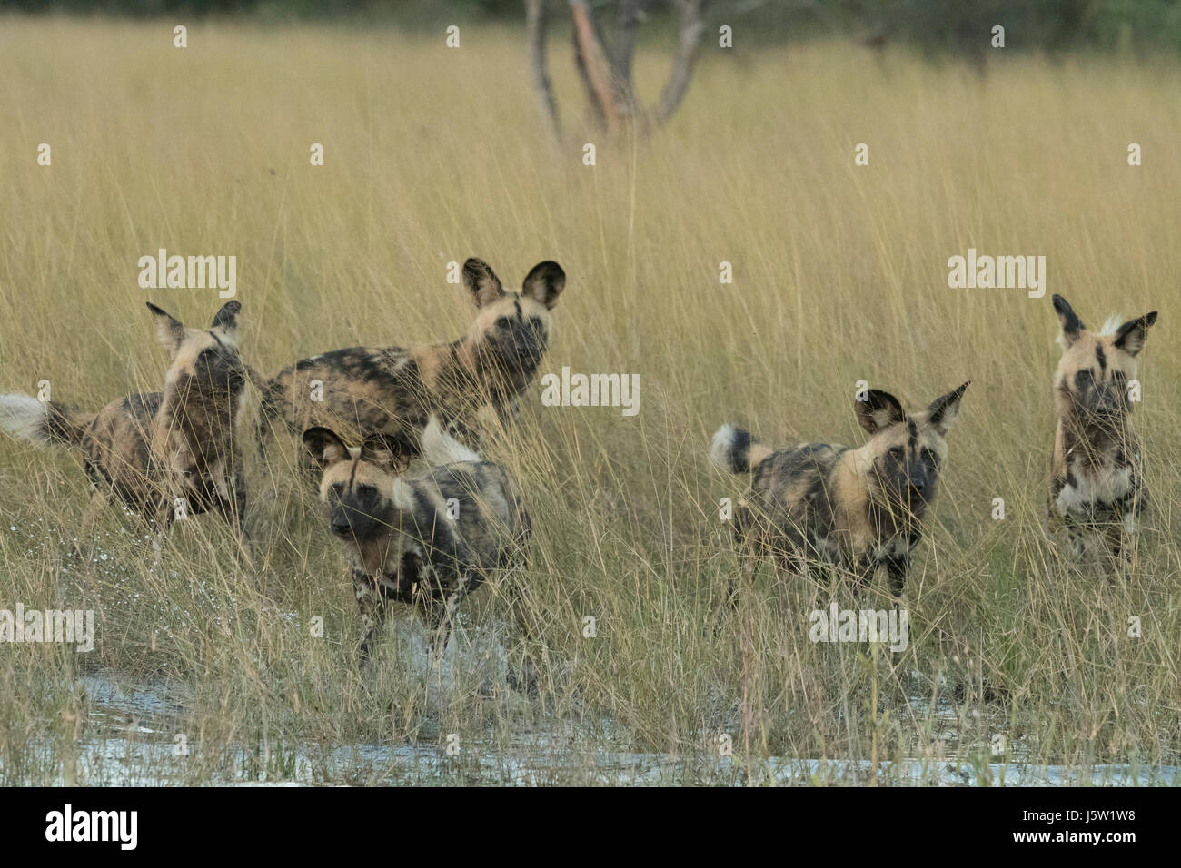 Cape hunting dogs also known as African Wild Dogs playing and hunting ...