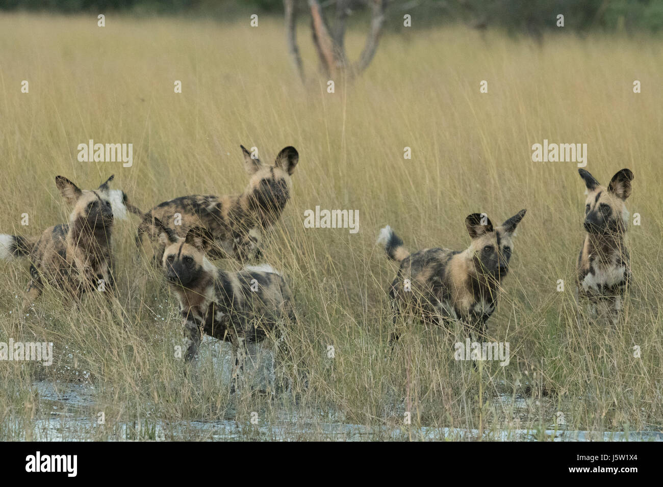 Cape hunting dogs also known as African Wild Dogs playing and hunting ...