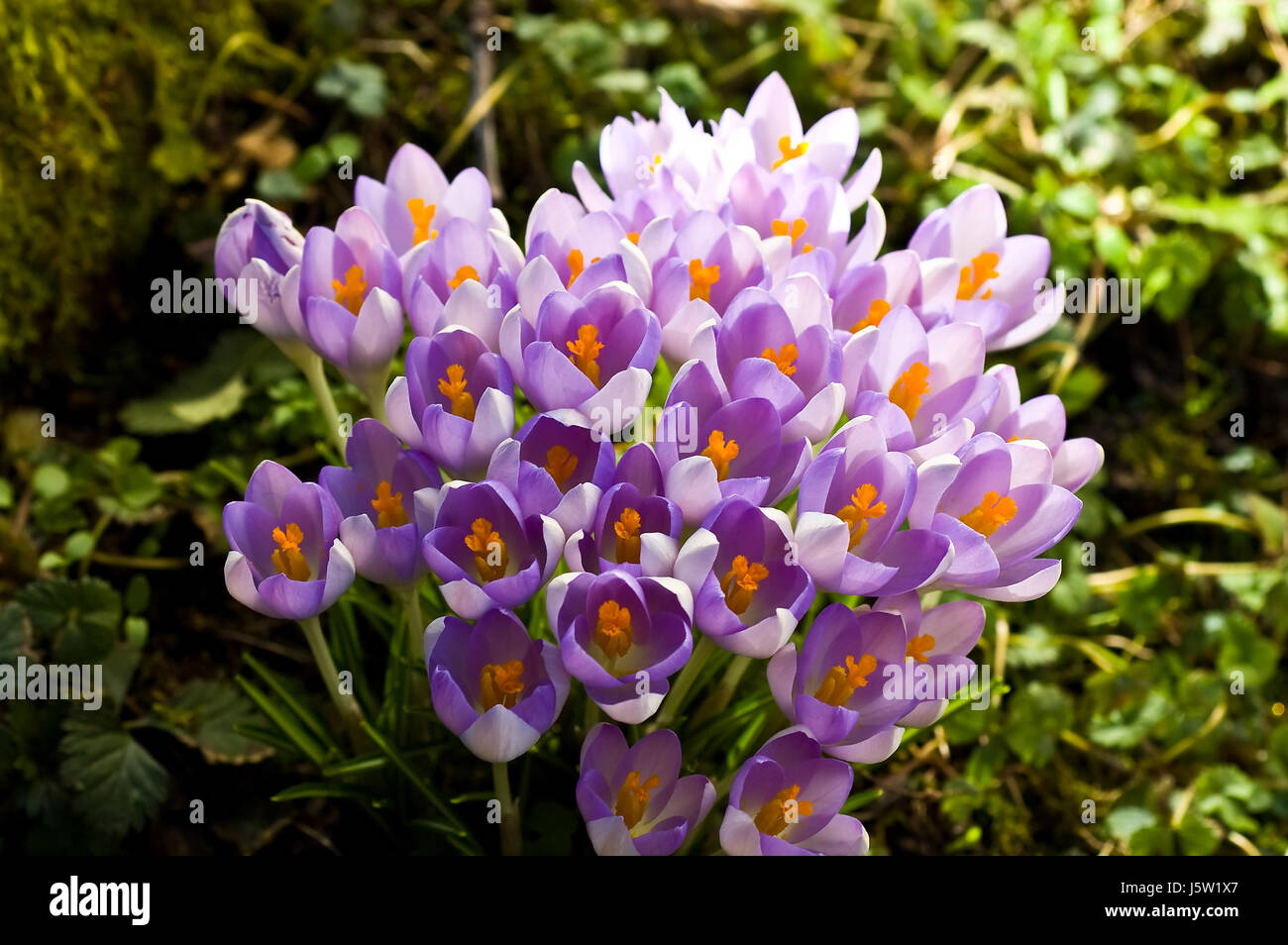 crocuses in the shade of a tree Stock Photo - Alamy