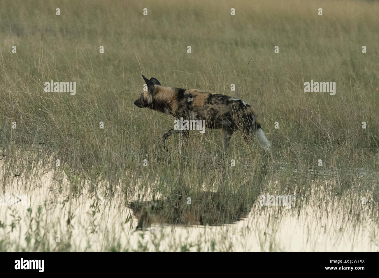 Cape hunting dogs also known as African Wild Dogs playing and hunting ...