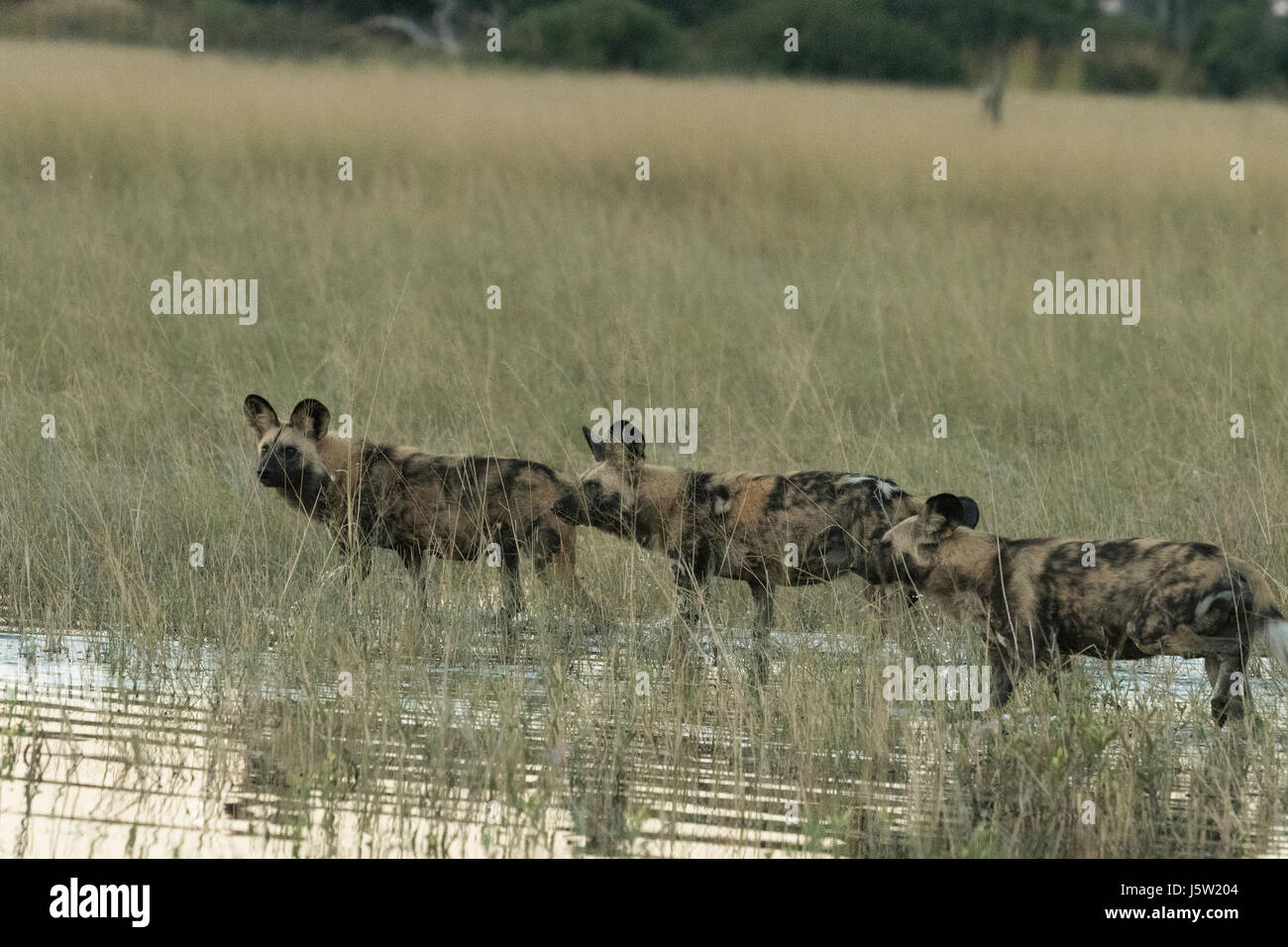 Cape hunting dogs also known as African Wild Dogs playing and hunting ...