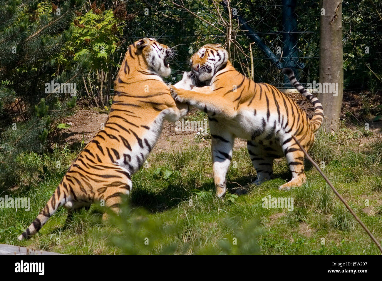 fight fighting wild cat big cat feline predator tiger paw pussycat ...