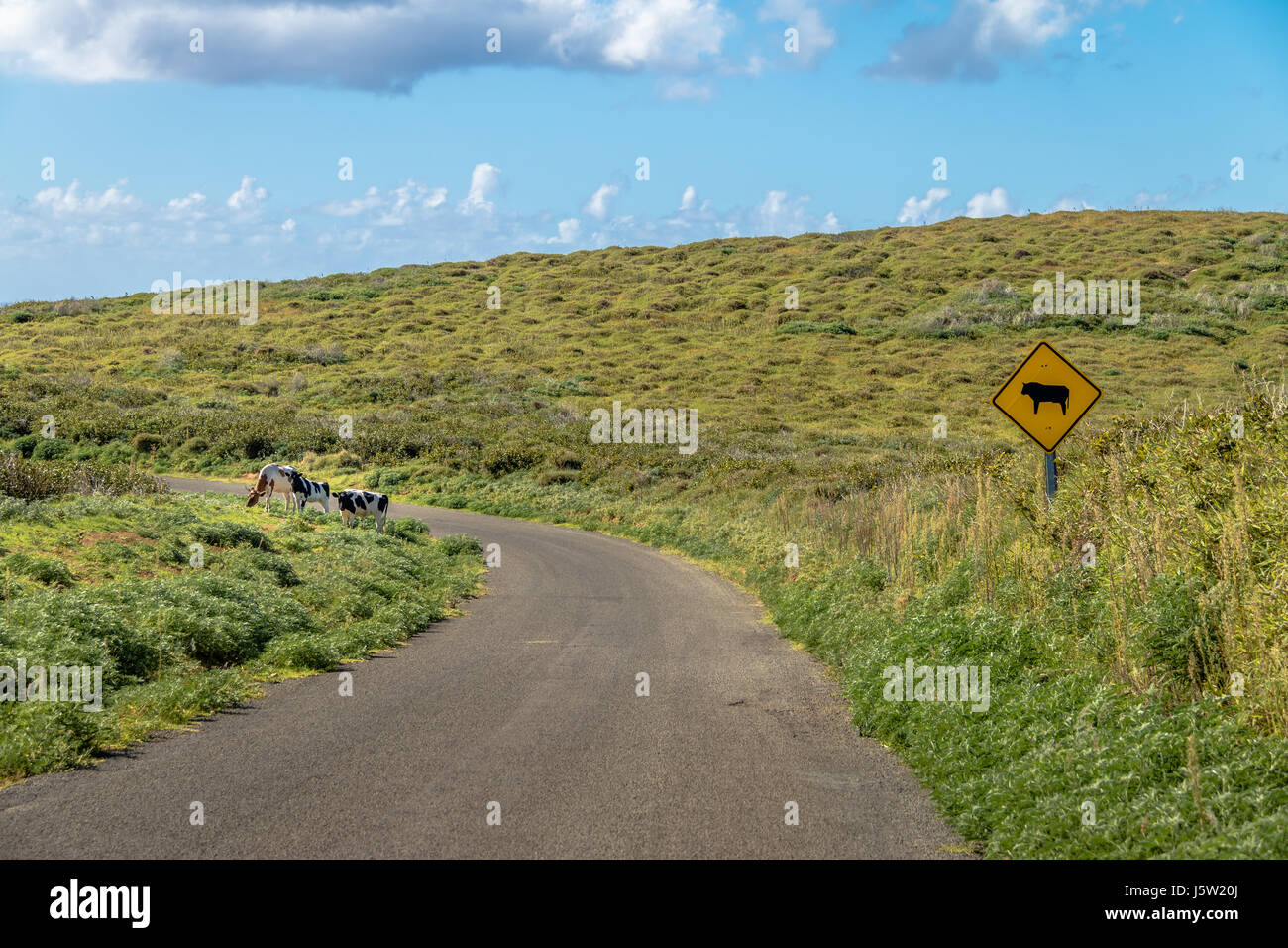 Cows in a road to Rano Kau Volcano - Easter Island, Chile Stock Photo ...