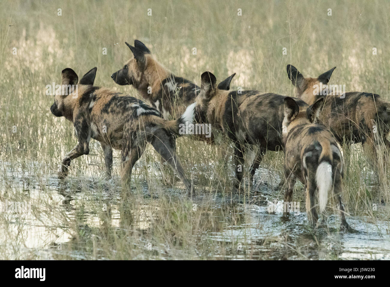 Cape hunting dogs also known as African Wild Dogs playing and hunting ...