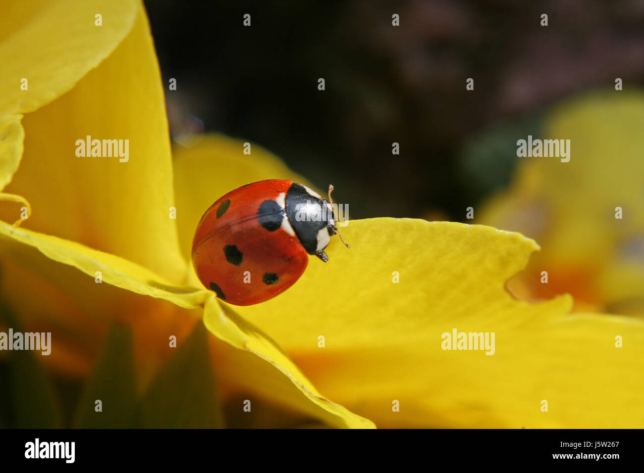 macro close-up macro admission close up view beetle wing dots antenna ...