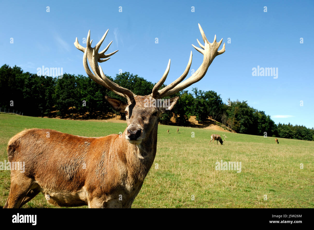 Hirschfarm hi-res stock photography and images - Alamy
