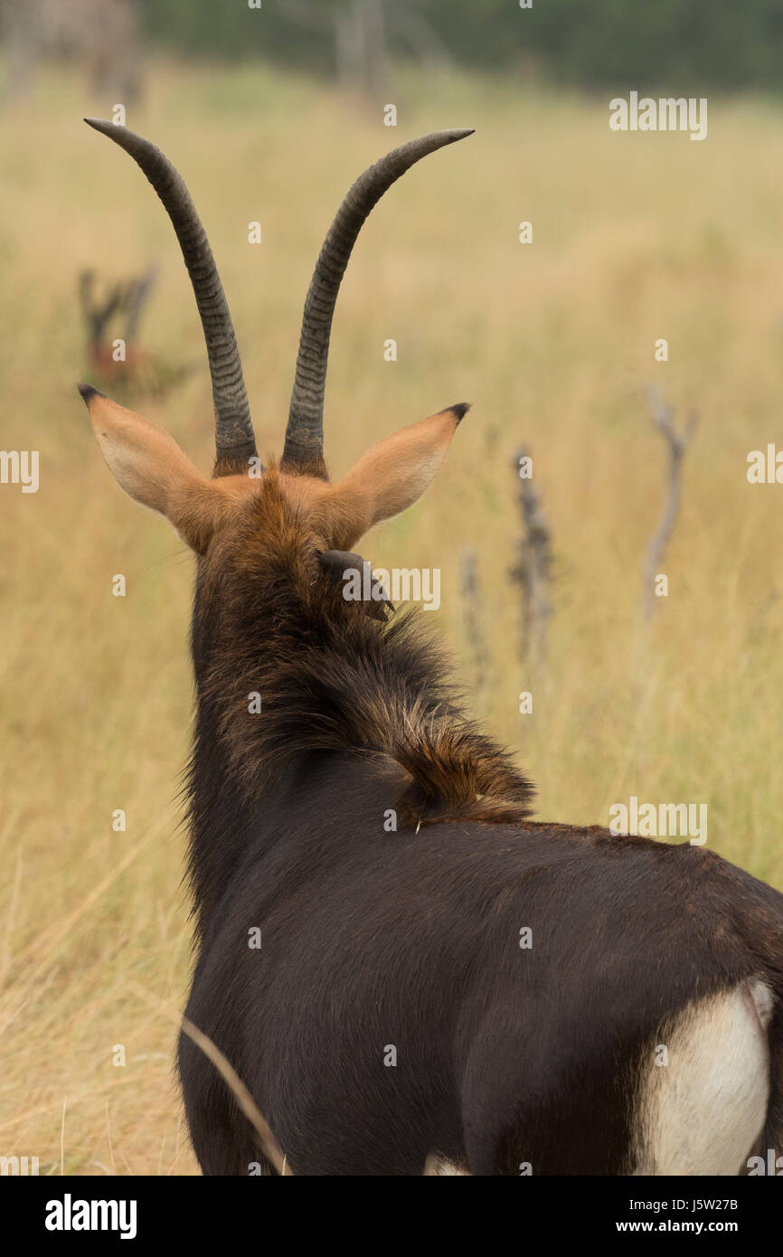 Sable antelope resting in long grass in the Vumbera area northern ...