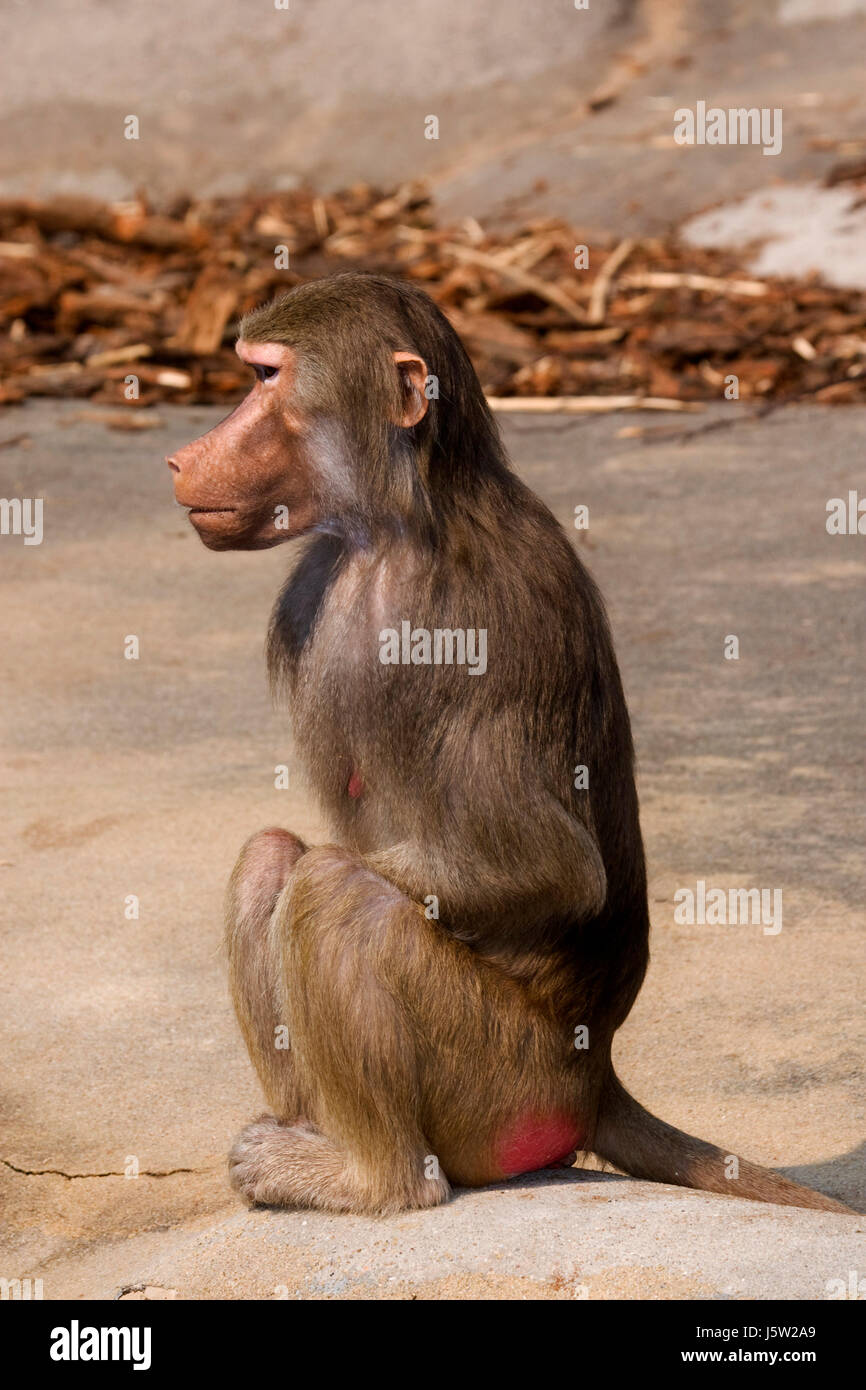 mammal monkey baboon legs mammal mouth eye organ hairs skin nose tail ...
