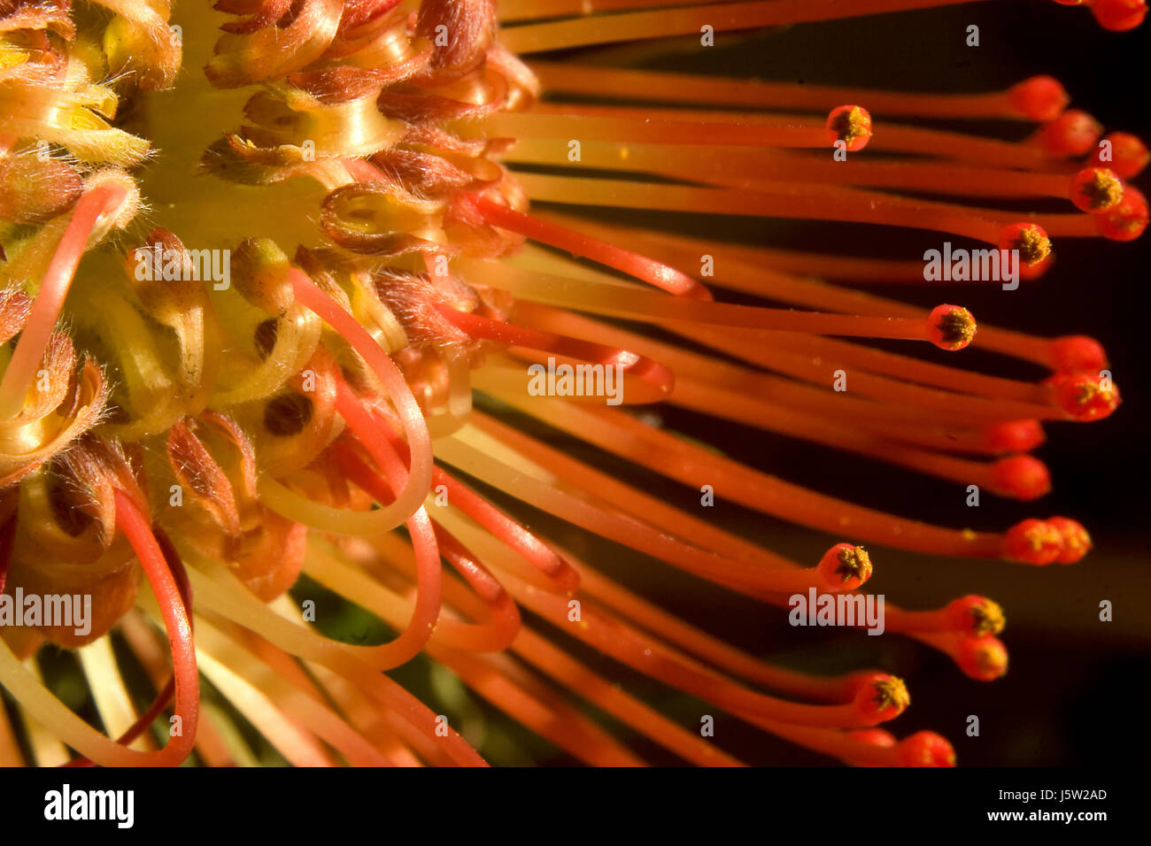 Proteacynaroides hi-res stock photography and images - Alamy