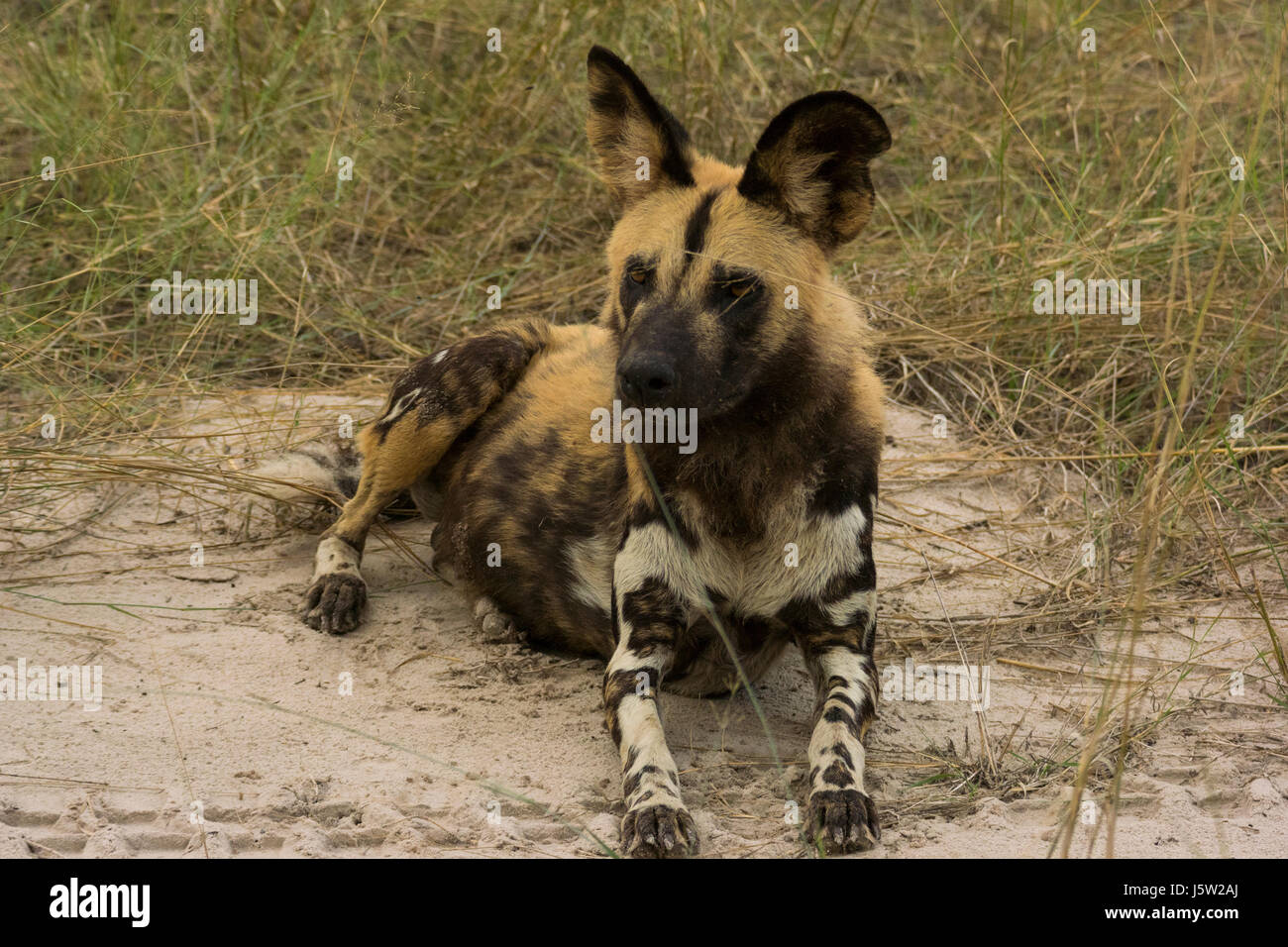Cape hunting dogs also known as African Wild Dogs playing and hunting ...