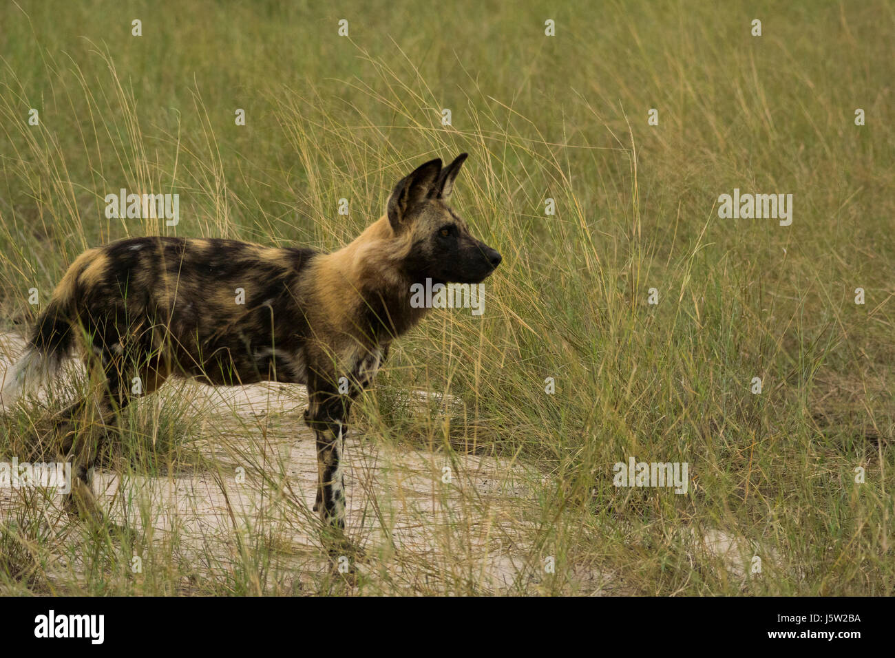 Cape hunting dogs also known as African Wild Dogs playing and hunting ...