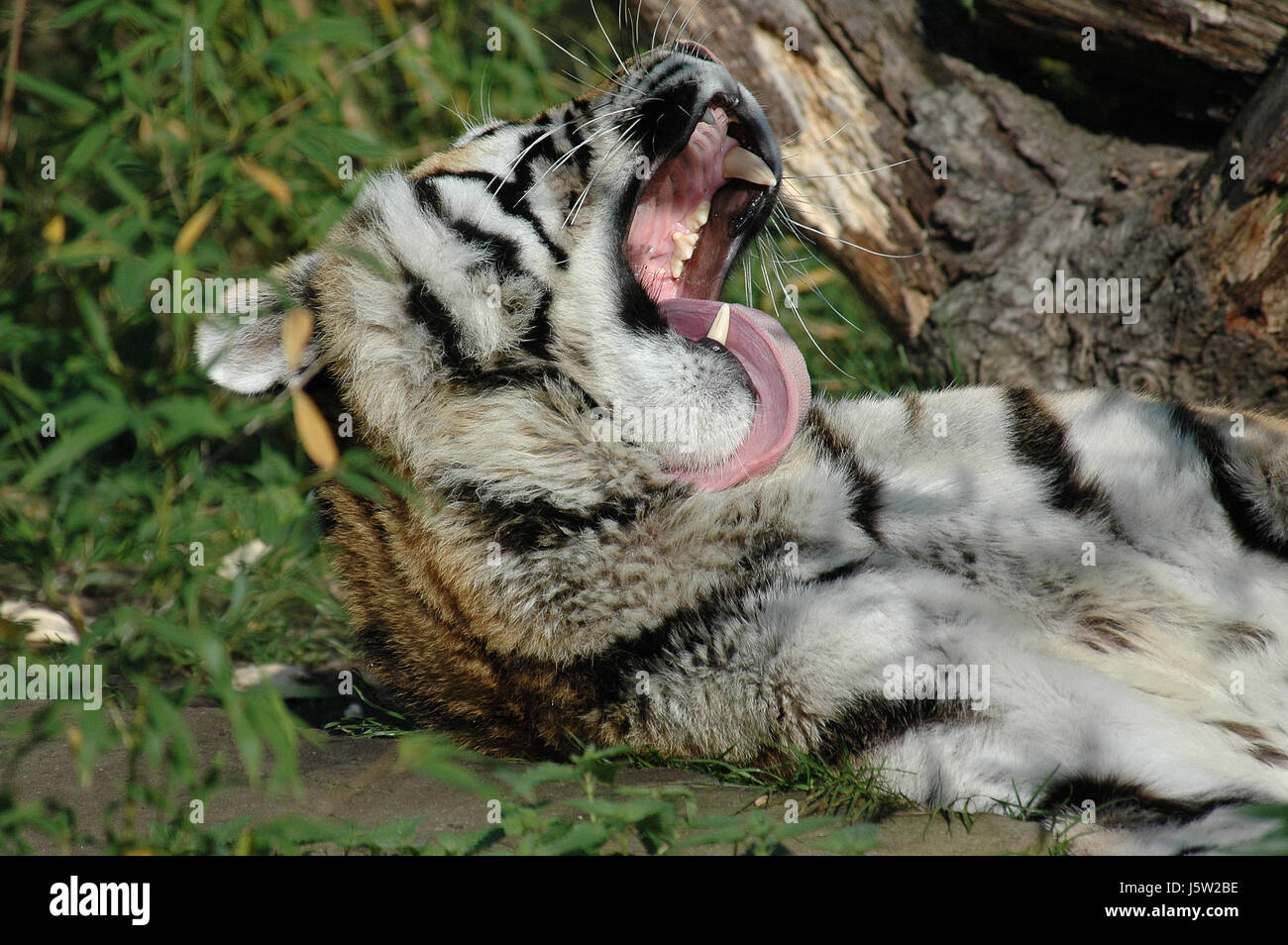 cat big cat feline predator tiger predator wildcat relaxation animal ...