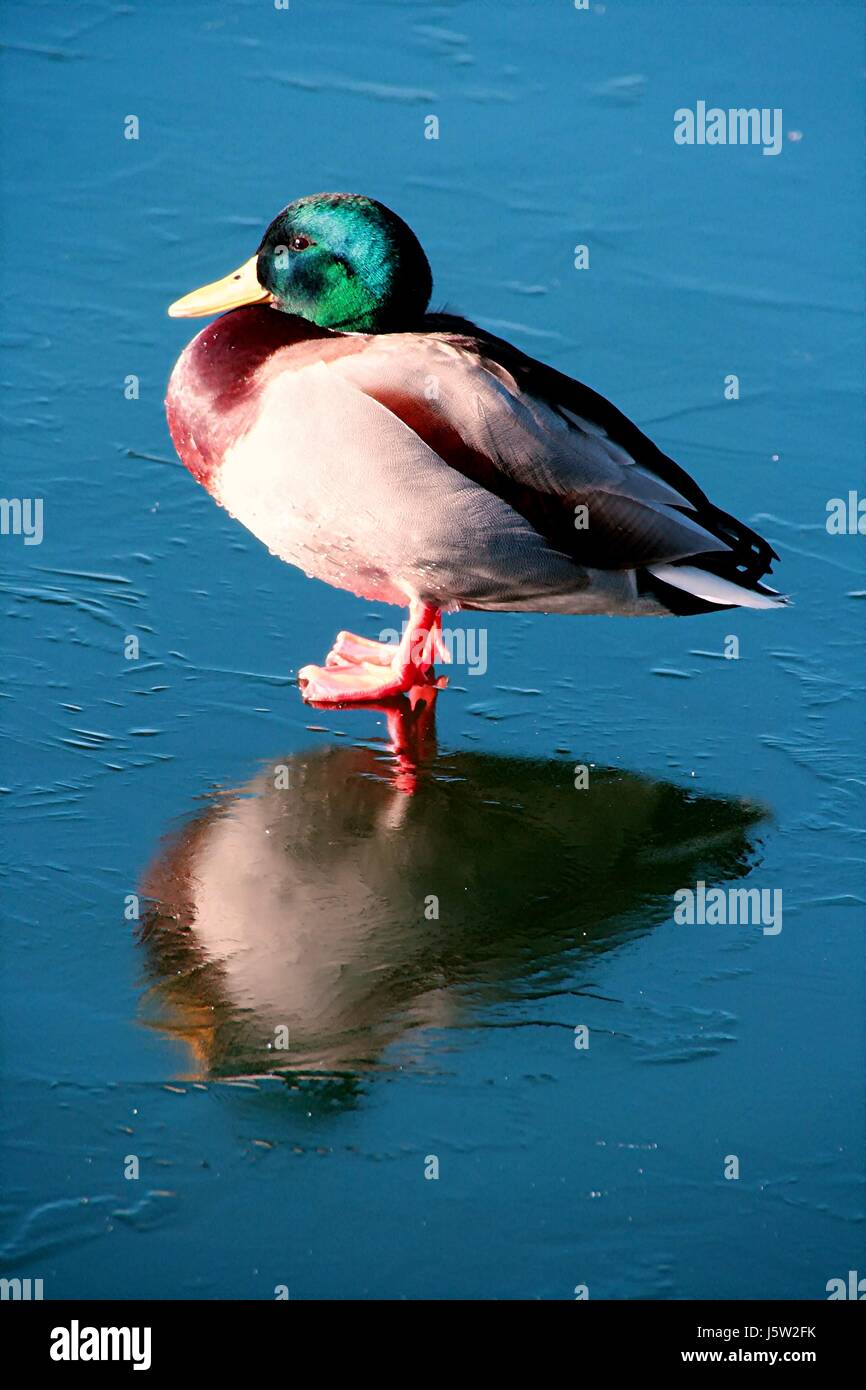 winter ice coat of ice waterfowls waterfowl drake cold male masculine ...