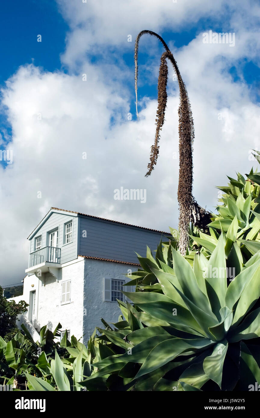 house building garden flora stalk stem nature plant house building leaf ...