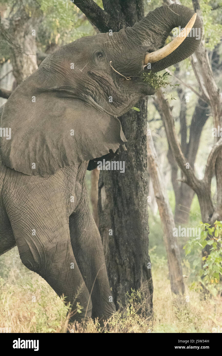 Calf stretching trunk hi-res stock photography and images - Alamy