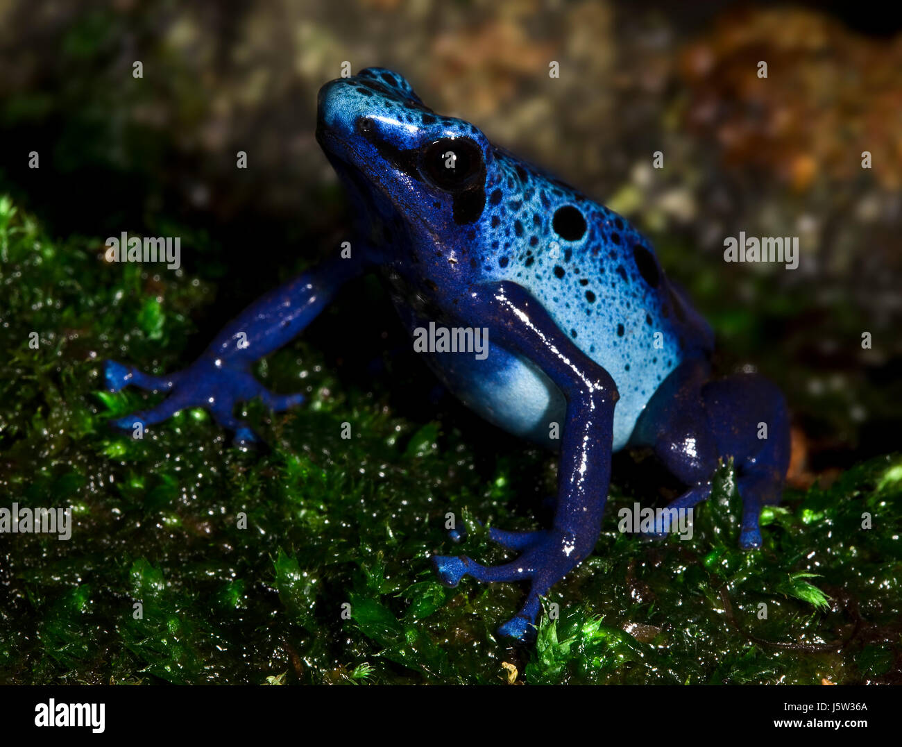 dendrobates tinctorius azureus Stock Photo - Alamy