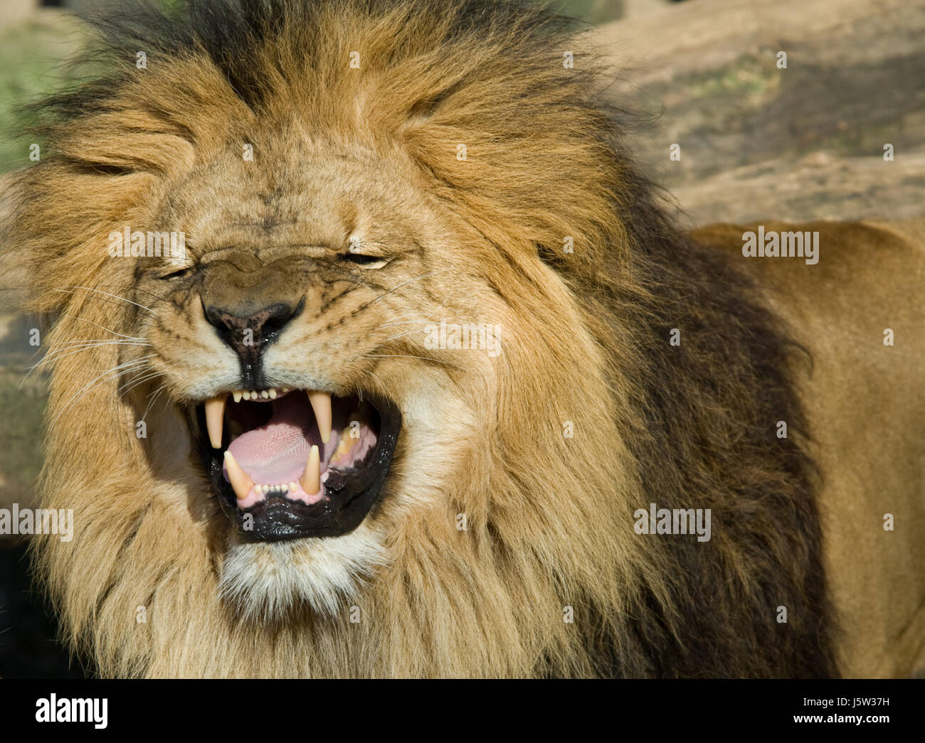 closeup of a lion Stock Photo - Alamy