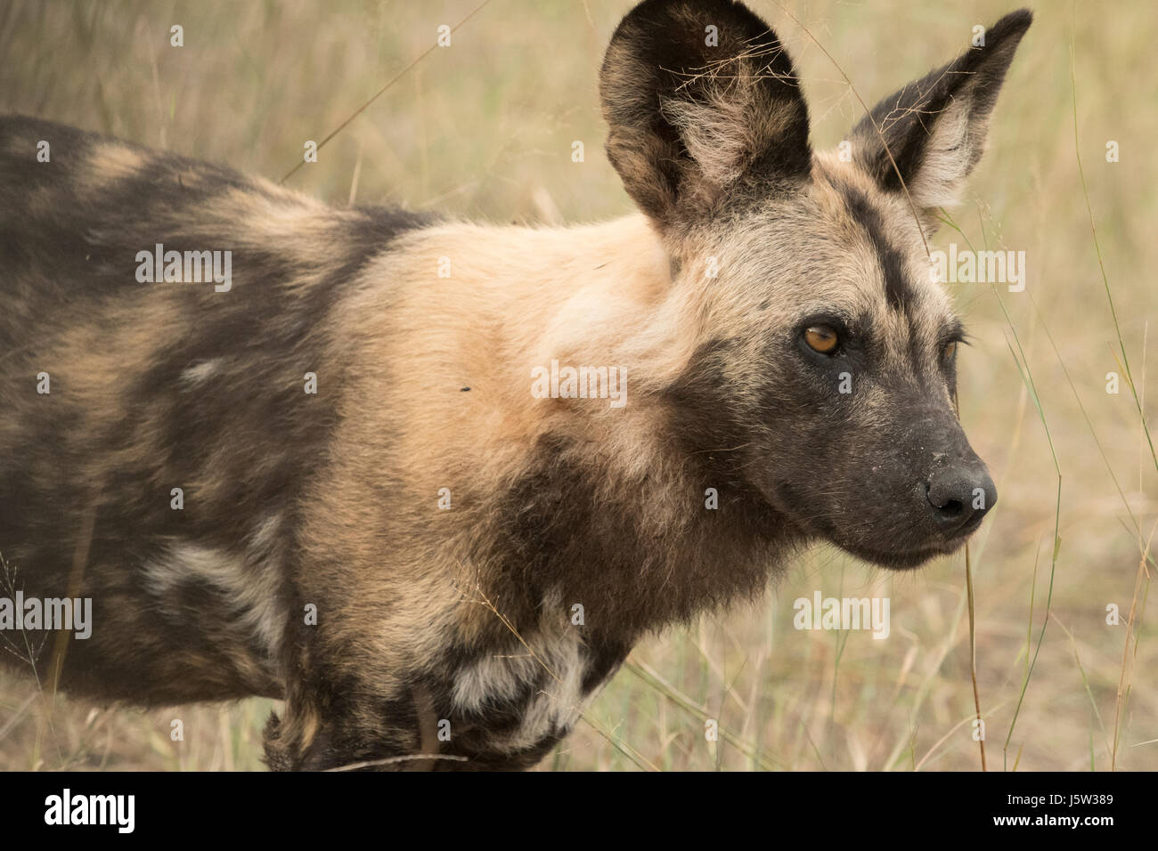 Cape hunting dogs also known as African Wild Dogs playing and hunting ...