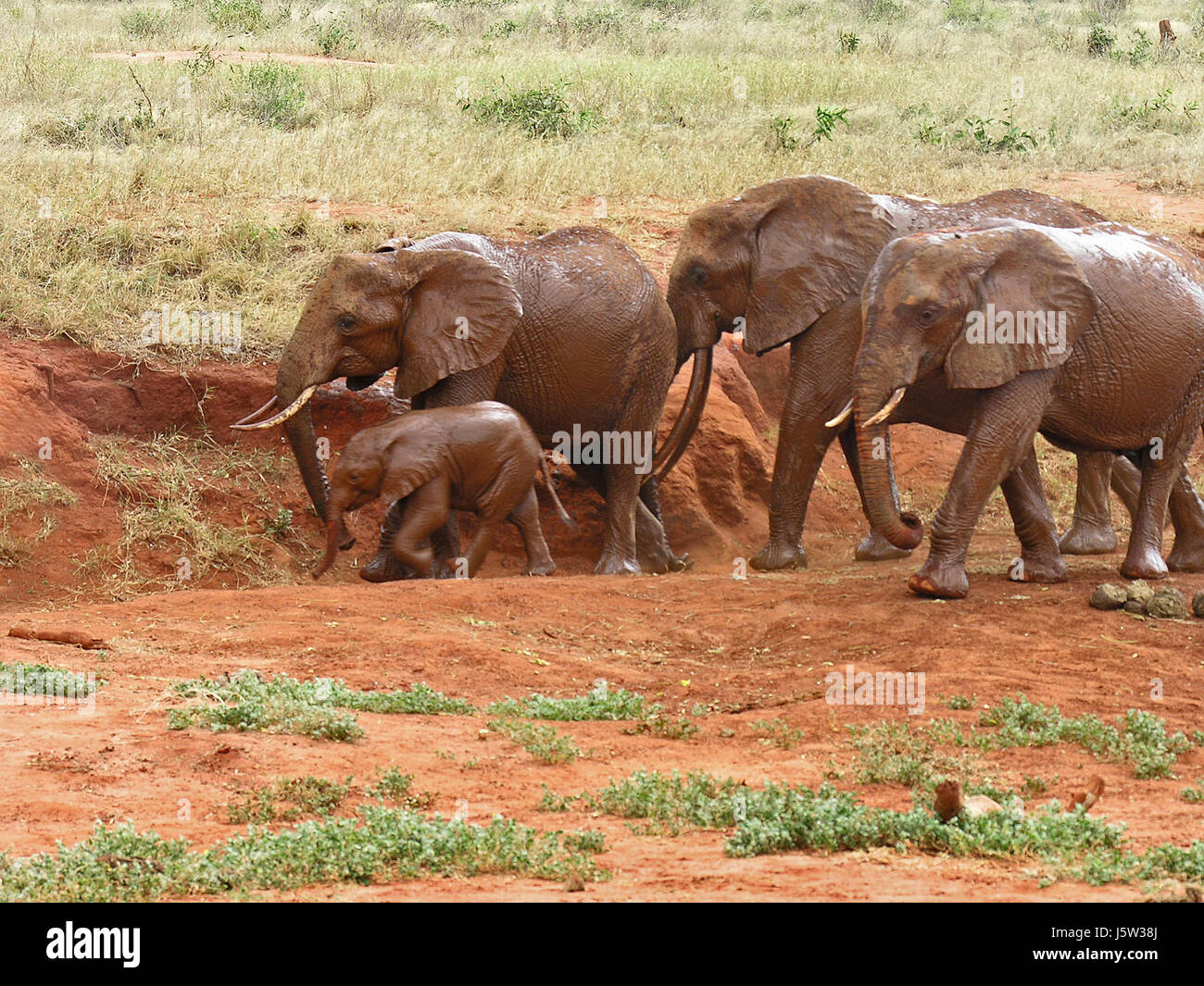 the red elephant Stock Photo - Alamy