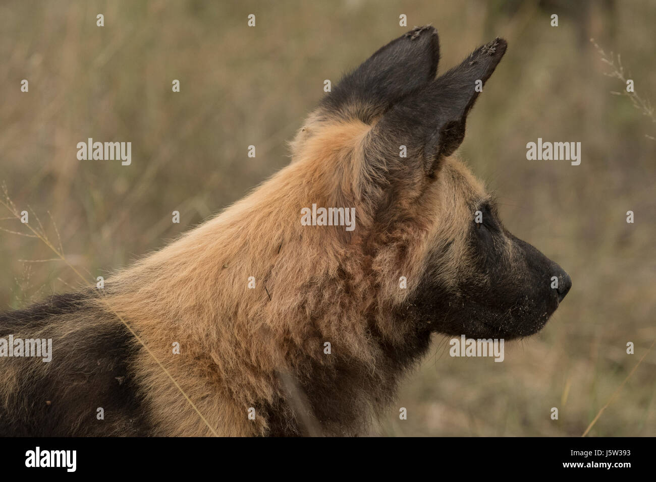 Cape hunting dogs also known as African Wild Dogs playing and hunting ...