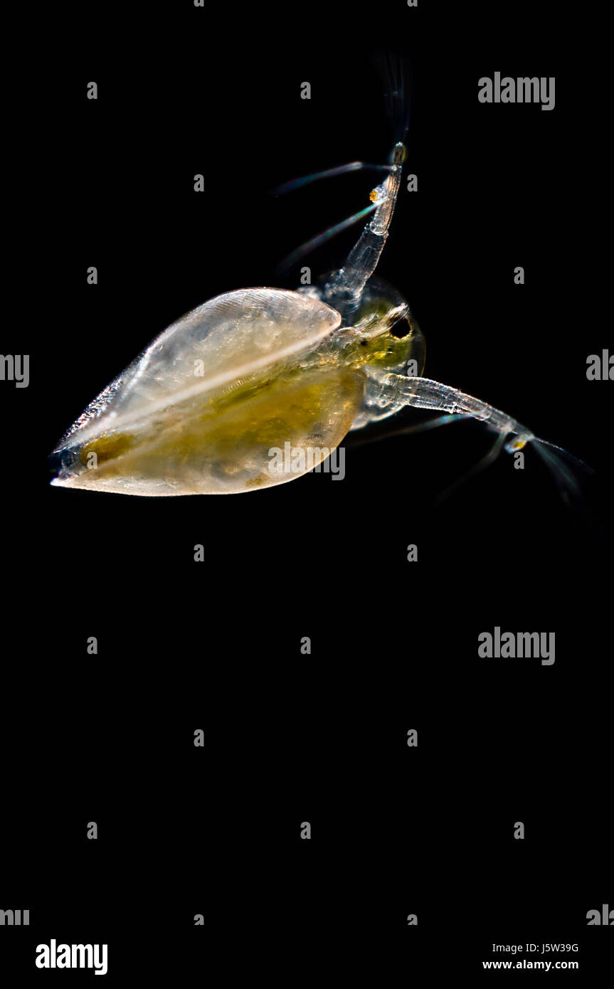 zooplankton - nauplius larva Stock Photo - Alamy