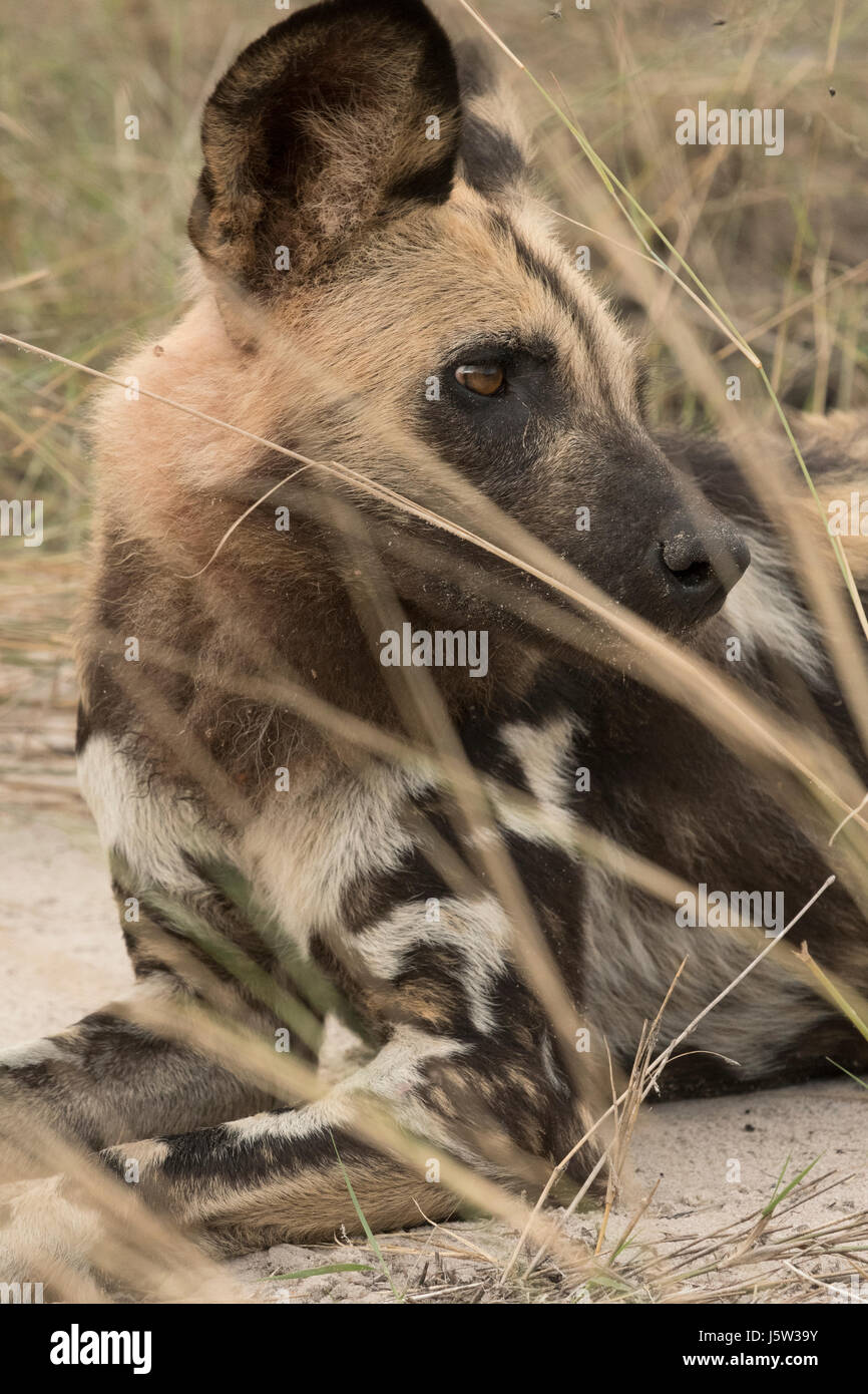 Cape hunting dogs also known as African Wild Dogs playing and hunting ...