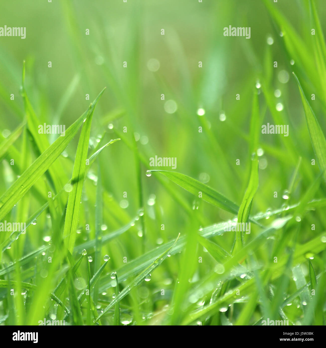 drop meadow grass lawn green backdrop background fresh drip drops ...