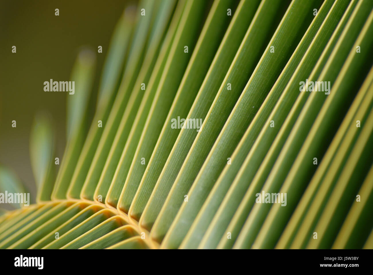 Palmleaf hi-res stock photography and images - Alamy