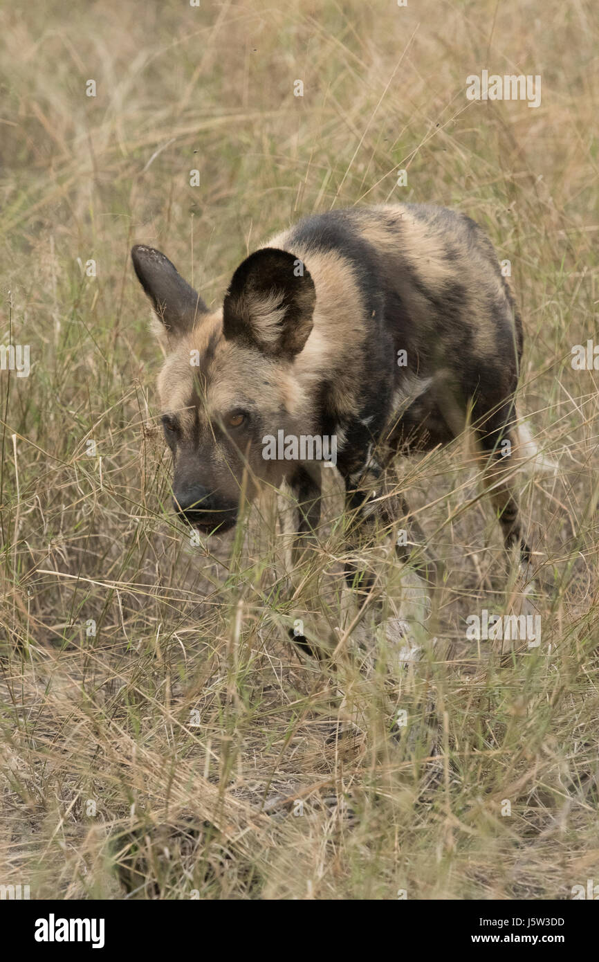 Cape hunting dogs also known as African Wild Dogs playing and hunting ...