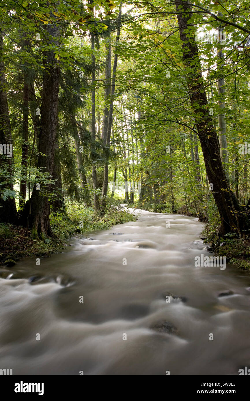 tree trees waters forest river water tree trees flow waters leaves ...