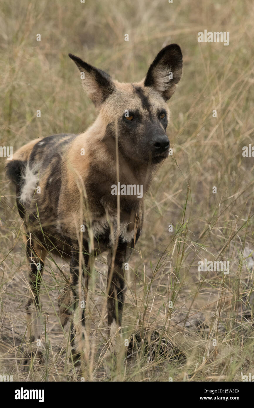Cape hunting dogs also known as African Wild Dogs playing and hunting ...