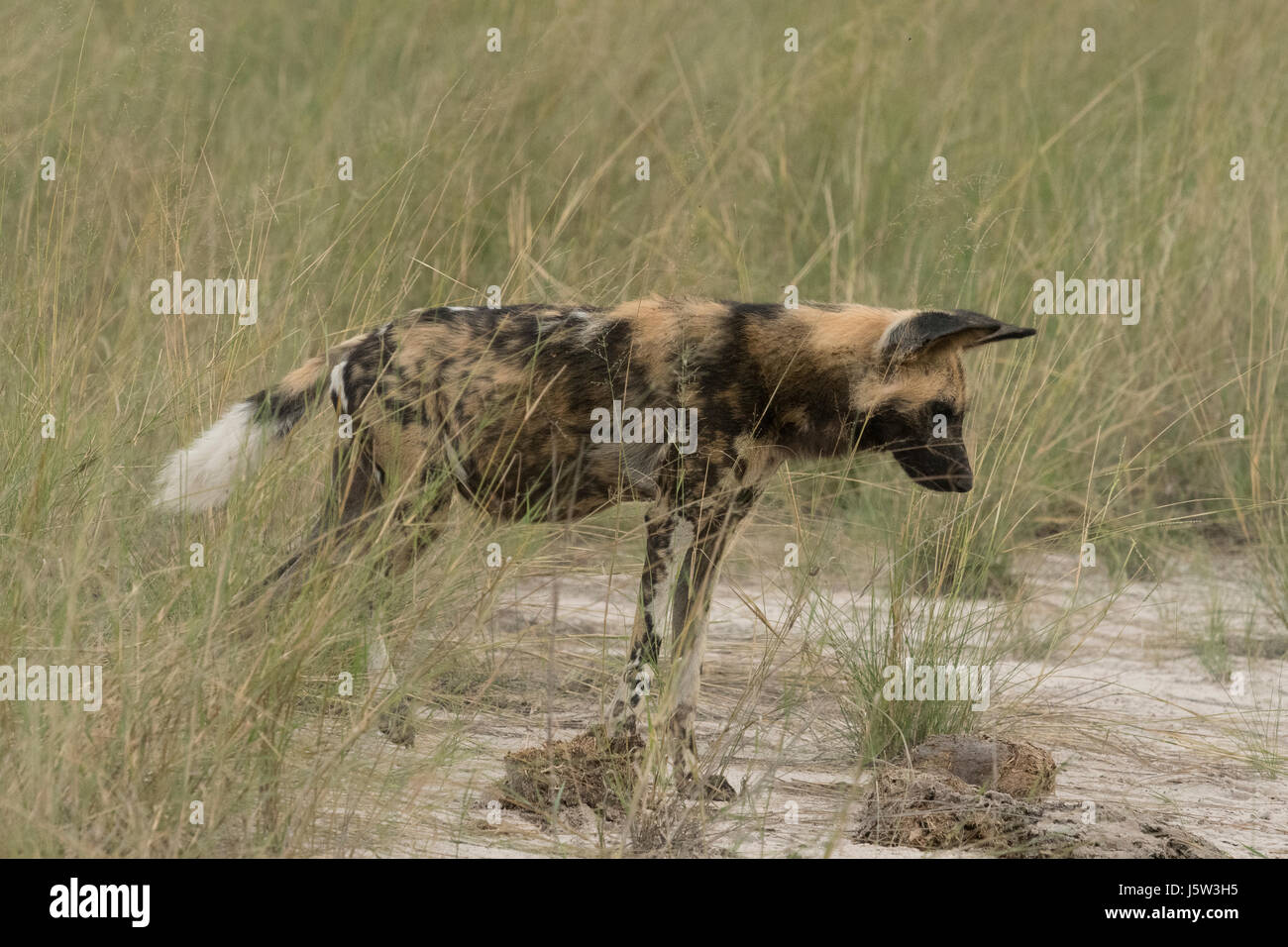Cape hunting dogs also known as African Wild Dogs playing and hunting ...