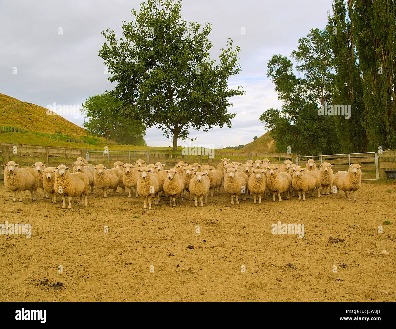 Sheep before shearing hi-res stock photography and images - Alamy