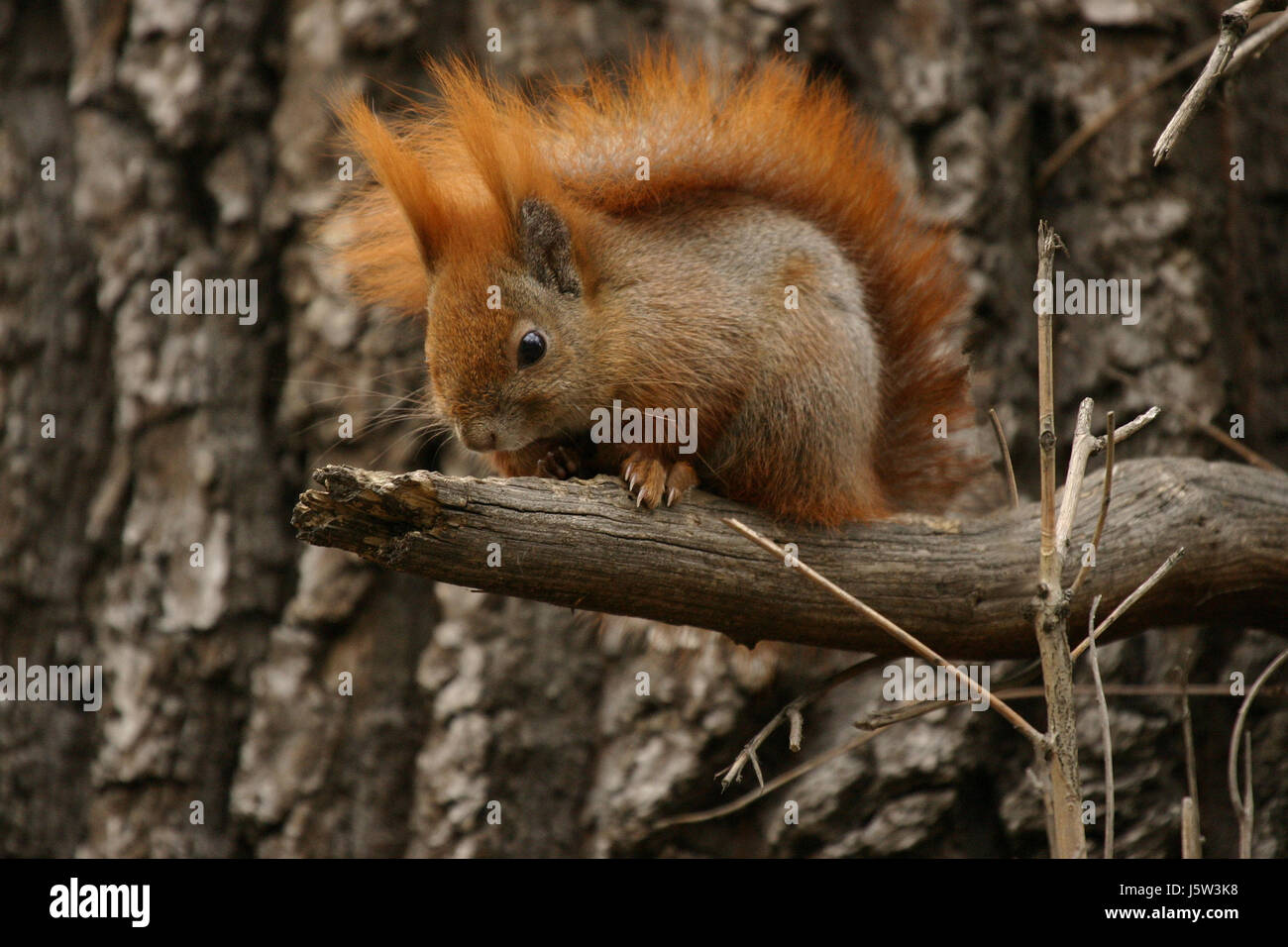 animal mammal wild rodent squirrel wild animal tree animal mammal green ...