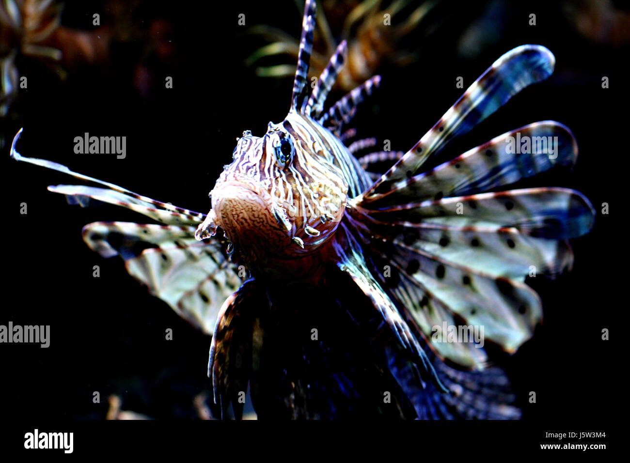 fish pisces colour colors colours dangerous toxic poisonous water fish ...