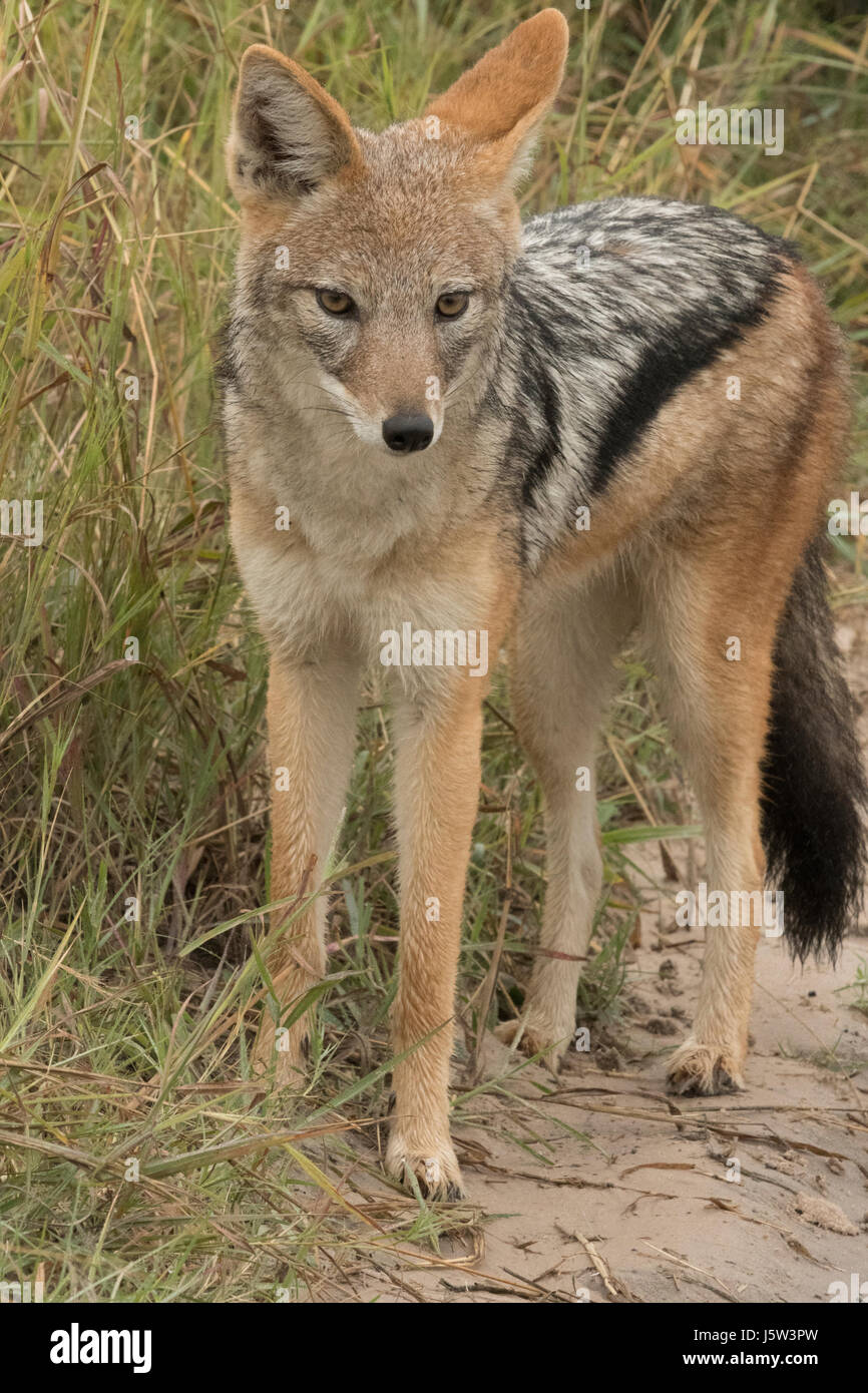 Jackal Head High Resolution Stock Photography and Images - Alamy