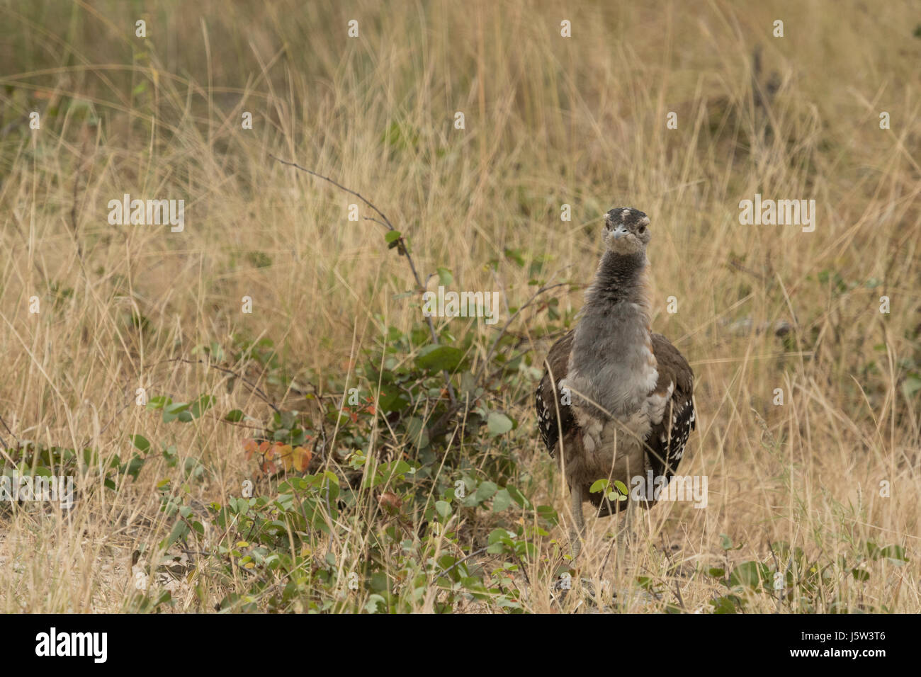 Denham's or Stanley's bustard(Neolis denhami) seen in the Vumbera area ...