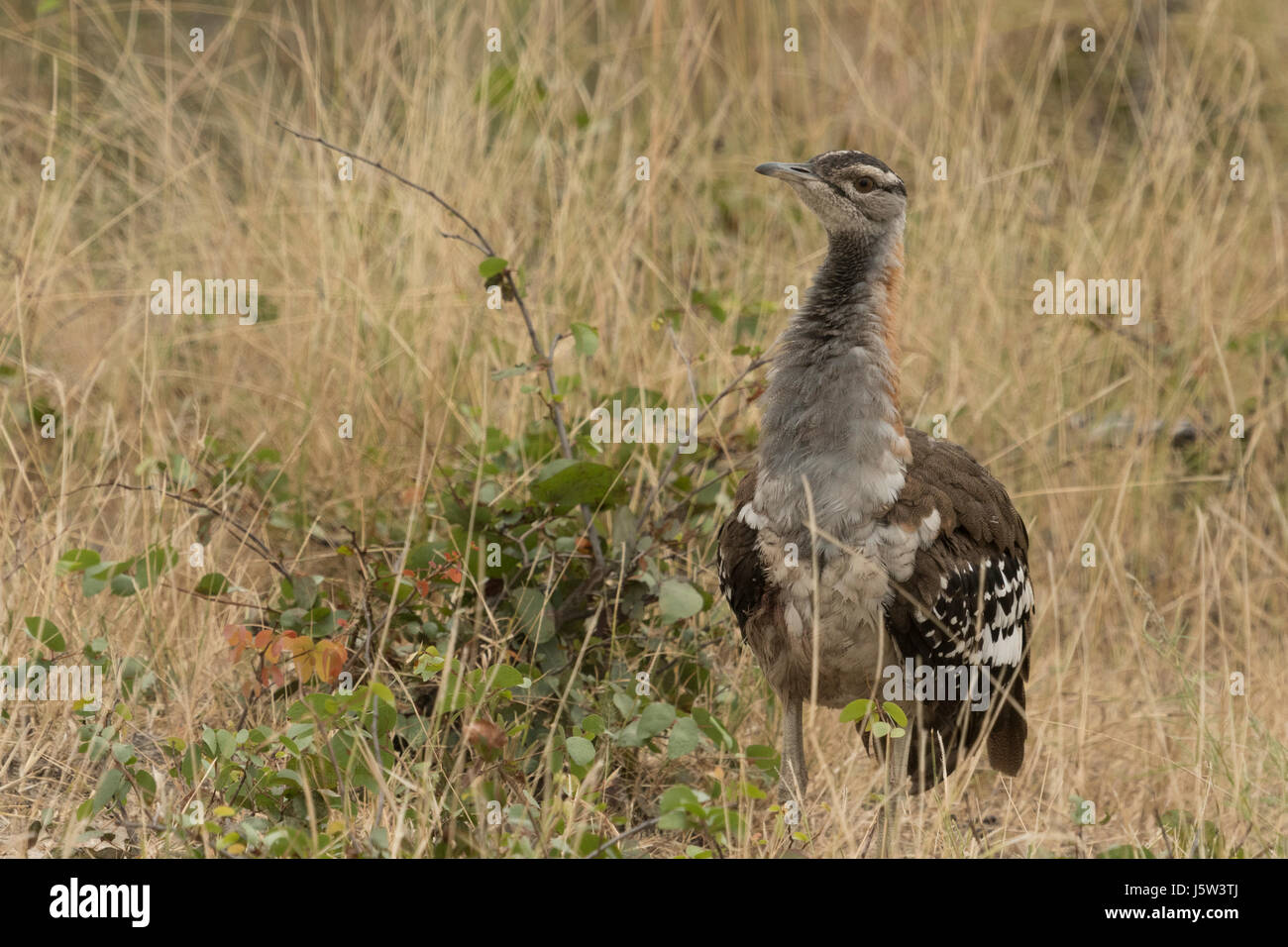 Denham's or Stanley's bustard(Neolis denhami) seen in the Vumbera area ...