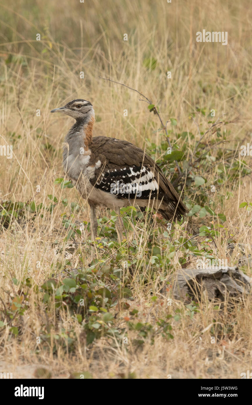 Denham's or Stanley's bustard(Neolis denhami) seen in the Vumbera area ...