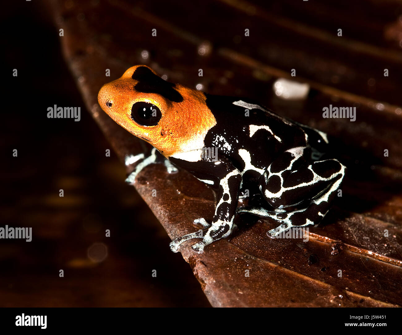 amphibians frog frogs coloured colourful gorgeous multifarious richly ...